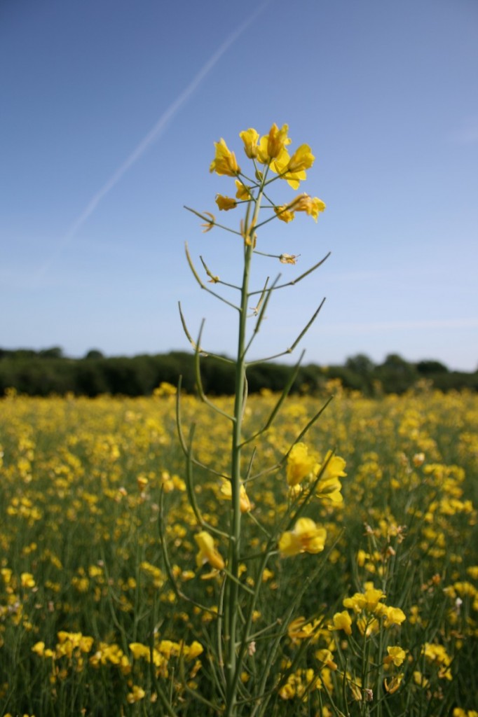 Growth Stages - Wicklow Rapeseed Oil
